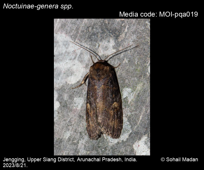 Noctuinae-genera spp. | Moths